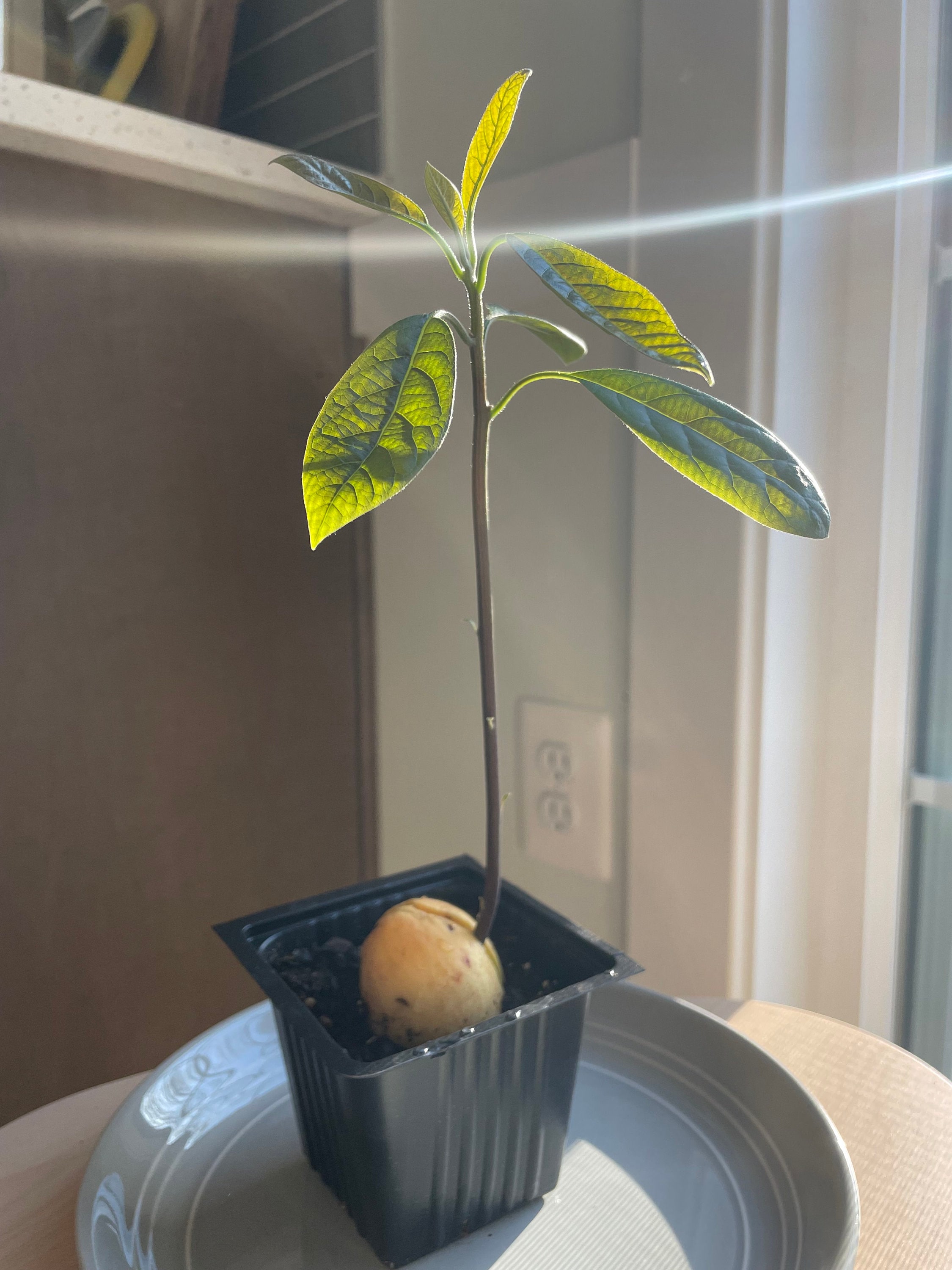 Avocado Seedling Plant - Etsy