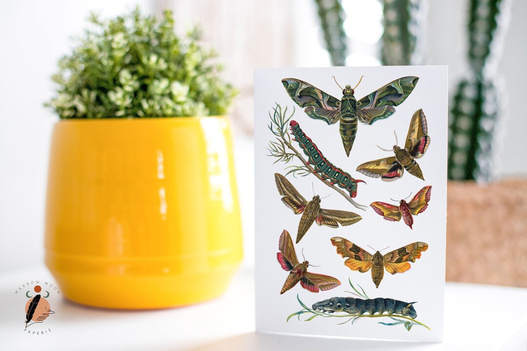 Moth Greeting Cards, 3 Vintage Moth Illustrations, Bug Note Cards, Moth ...