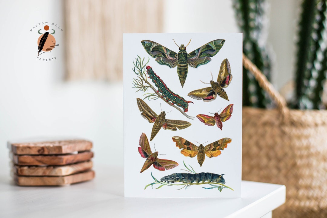 Moth Greeting Cards, 10 Vintage Moth Illustrations, Bug Note Cards ...