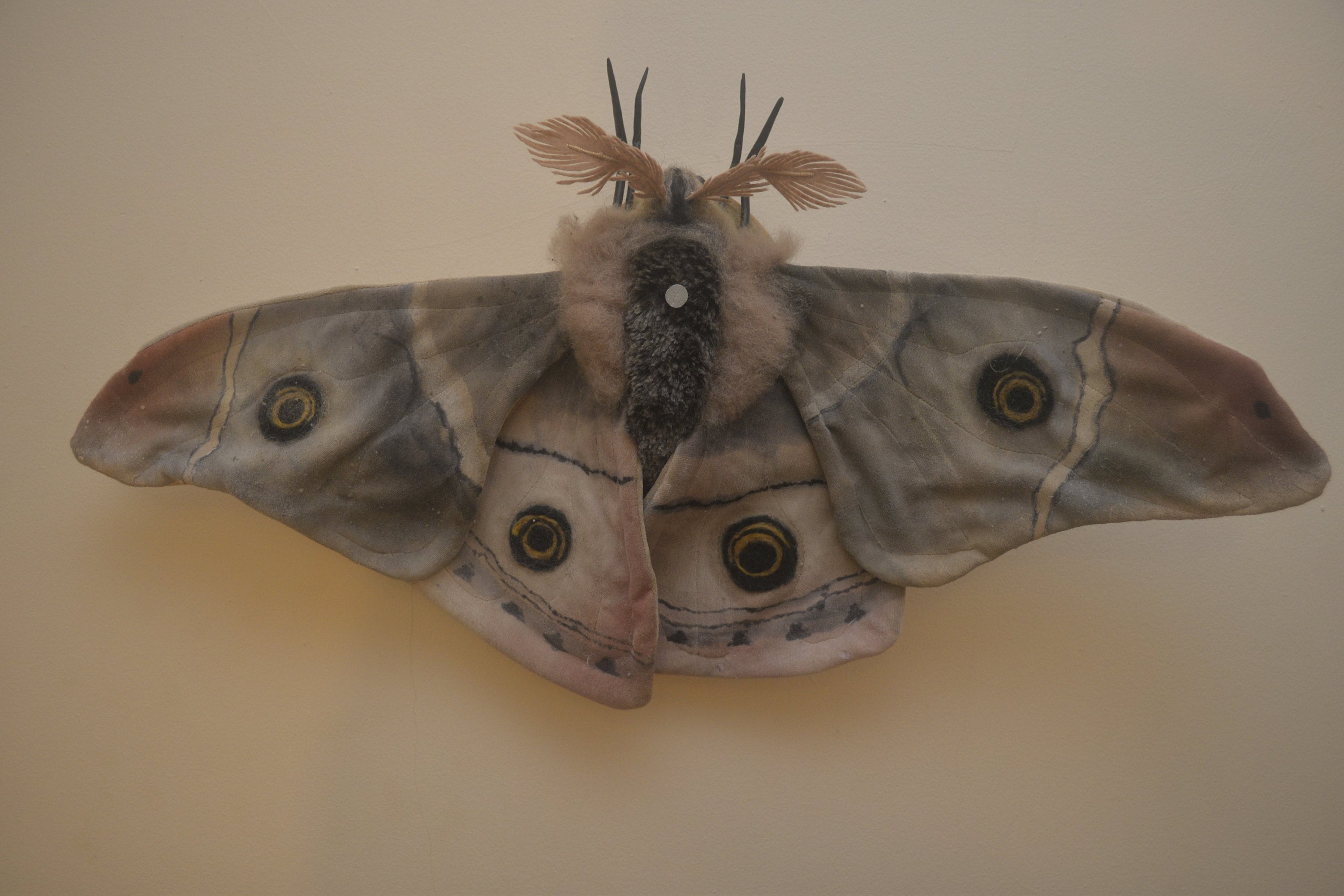 Moth Wall Art Victorian Collector - Etsy