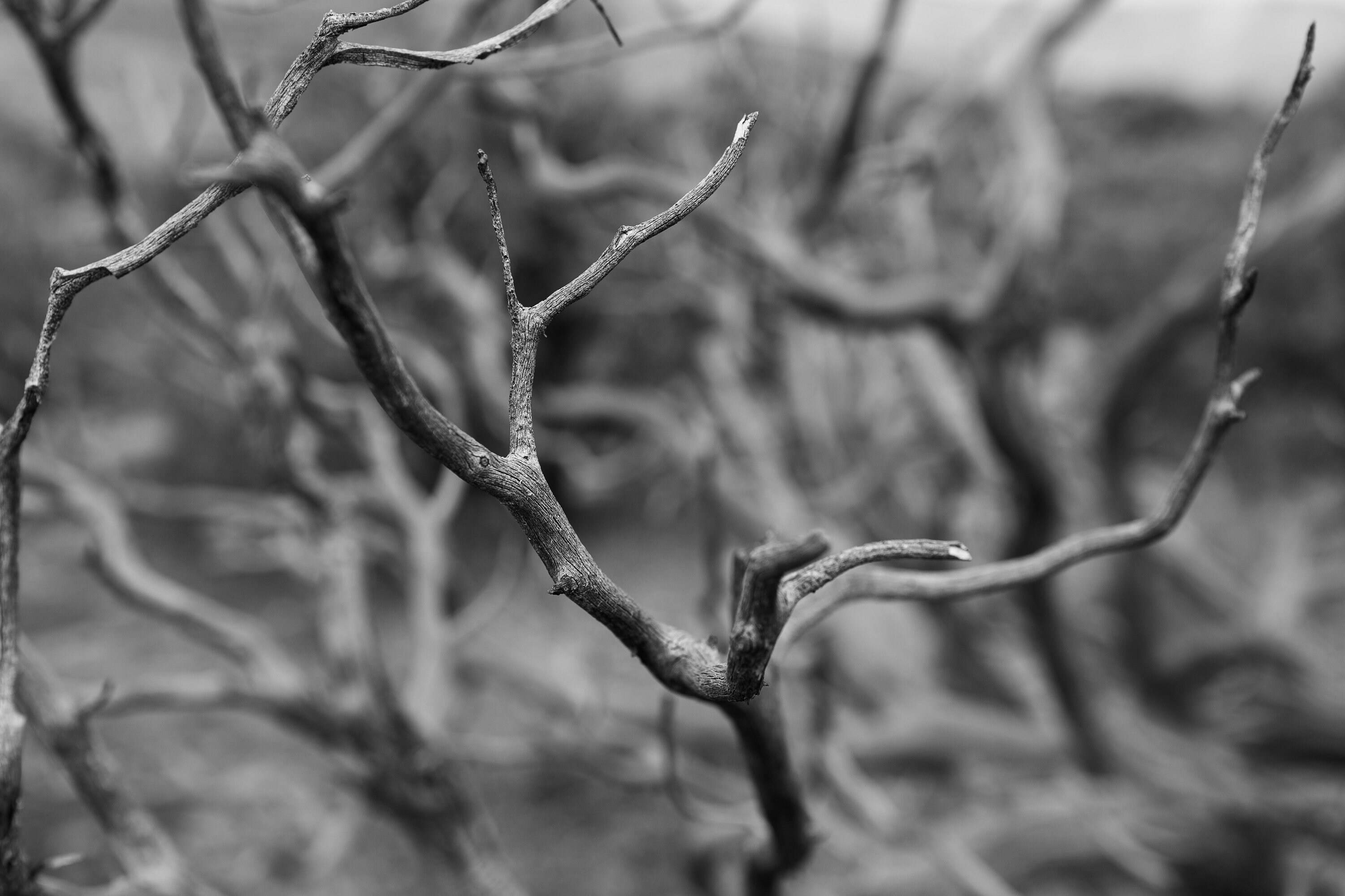 Tree Branch Twister, Digital Download - Etsy