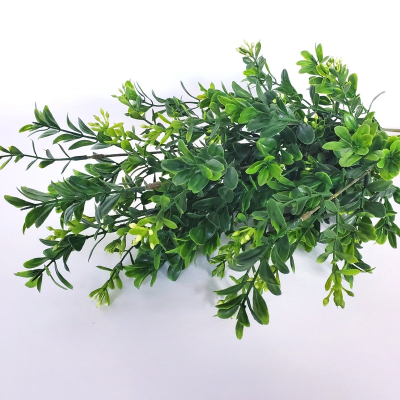 Boxwood - Etsy