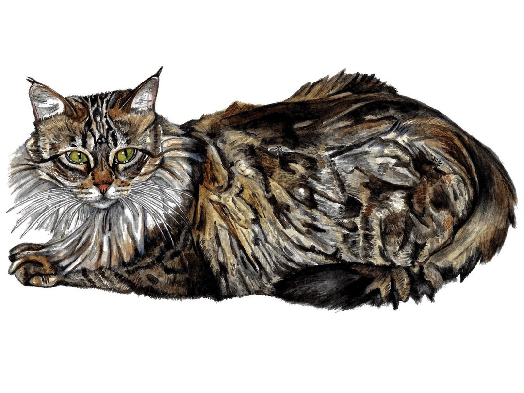 Maine Coon Cat Card Maine Coon Art Maine Coon Blank Card - Etsy