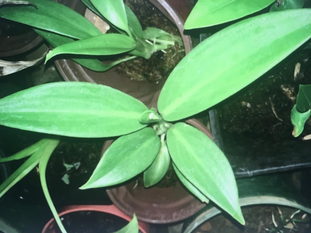 Aroid Collector's Special (scindapsus Beccarii) Rare Giant Climber - Etsy