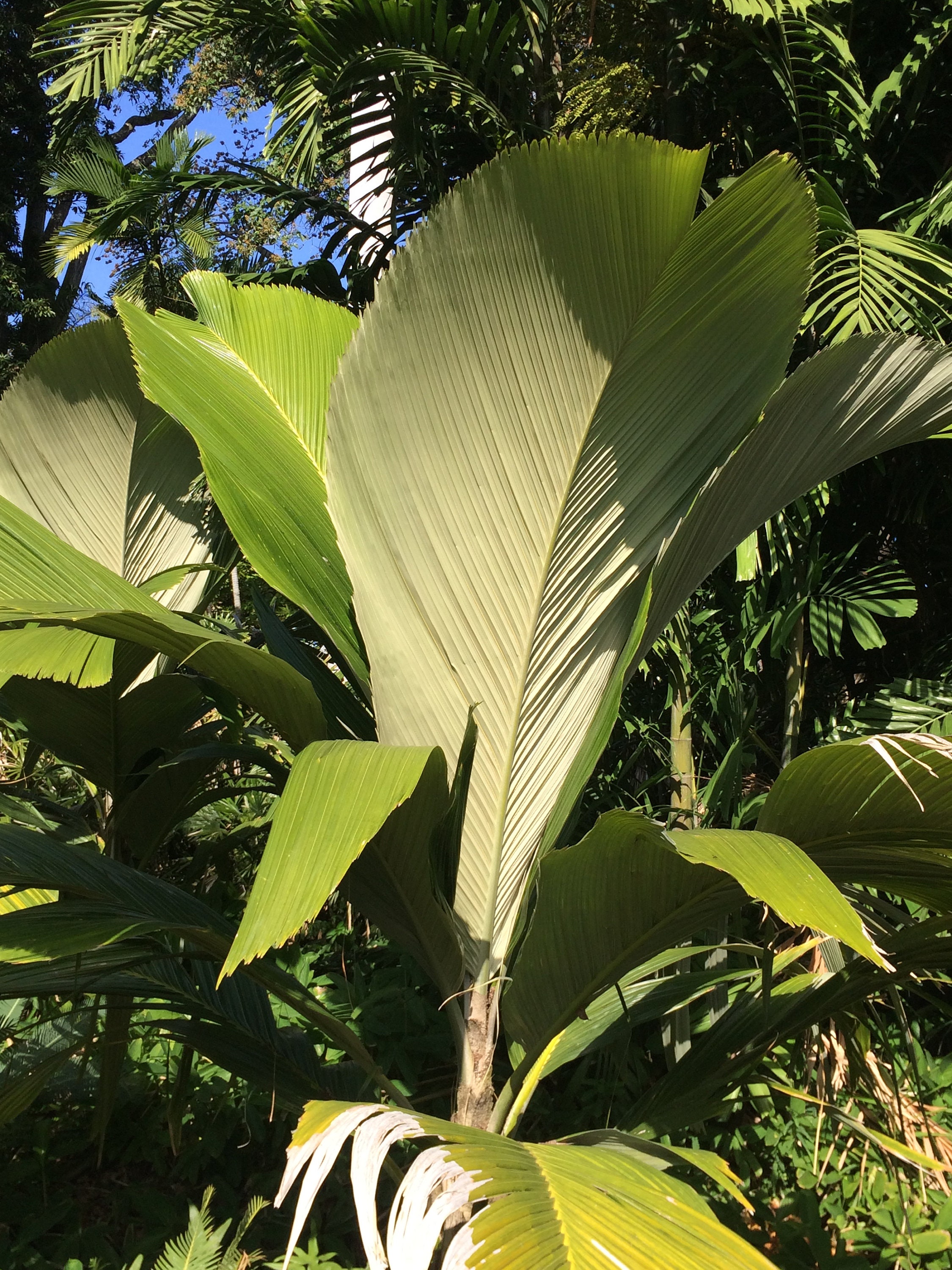 A 20 Inch Tall Palmlet of (pelagodoxa Mesocarpa) - Spectacular Tropical ...