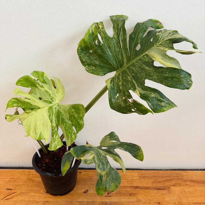Monstera Devil Monster - Etsy