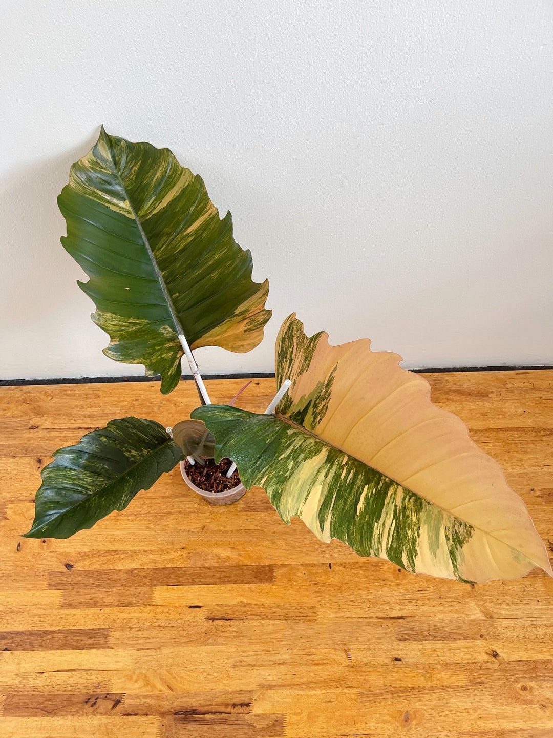 Philodendron Caramel Marble (large Size) - Etsy