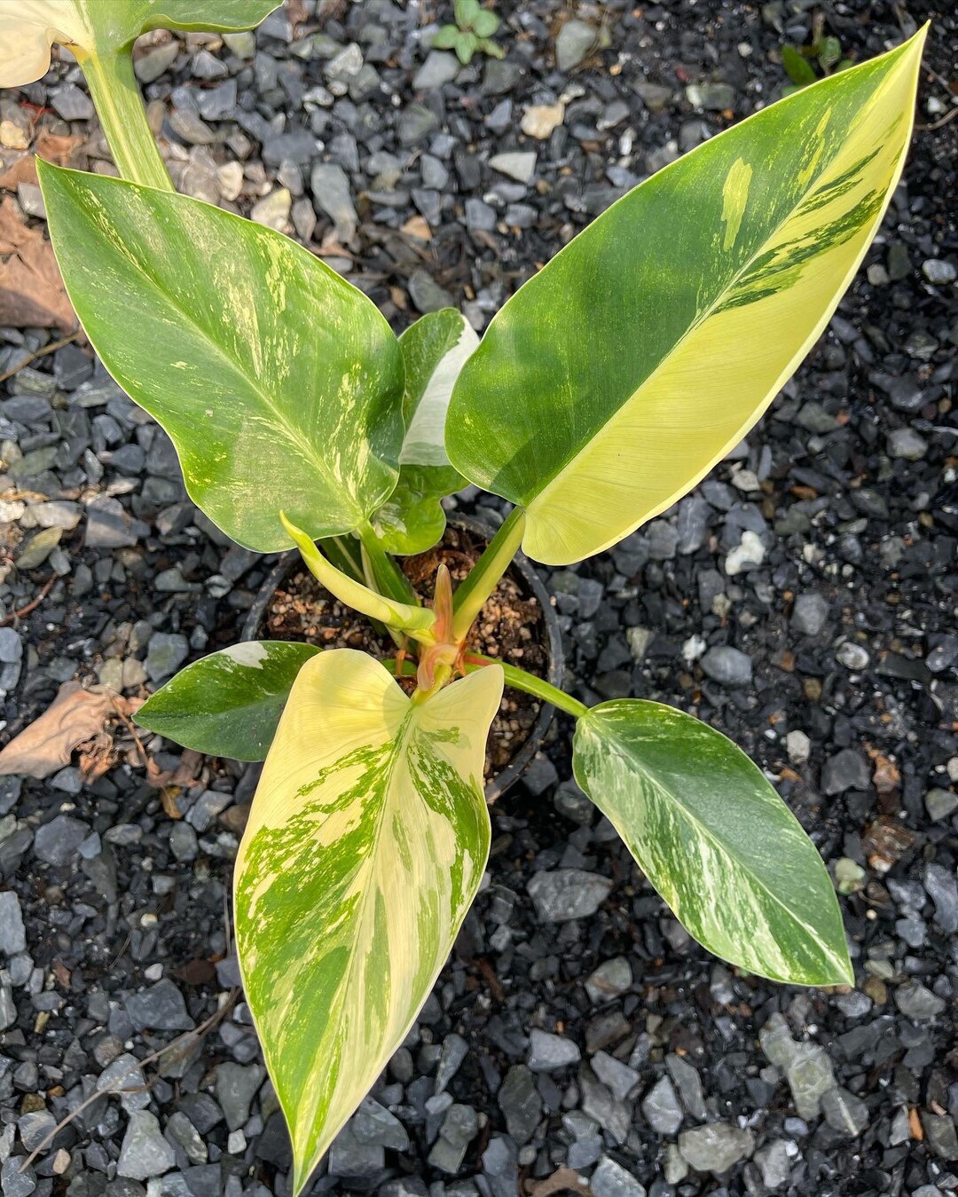 Philodendron Green Congo Variegated - Etsy