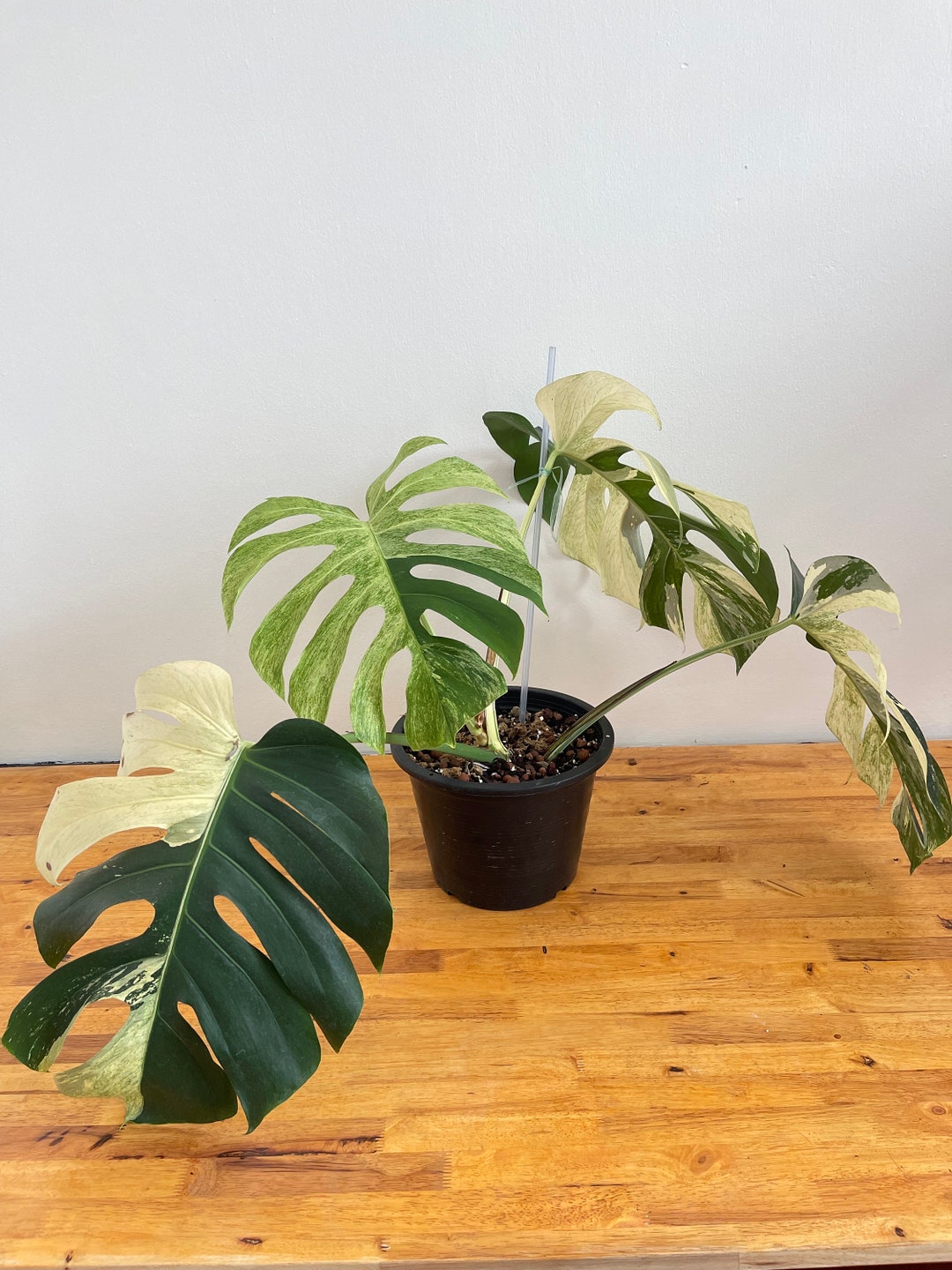 Monstera Mint Variegated - Etsy