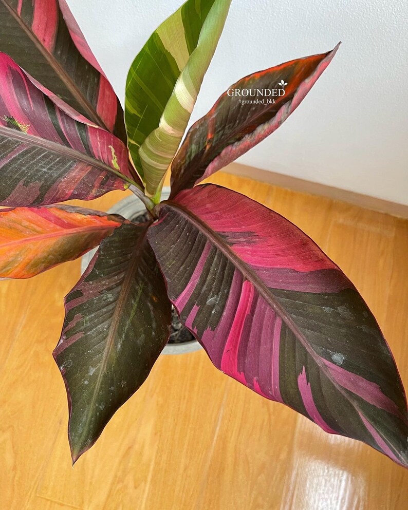 1x Tissue Culture Nono Banana musa Pink Variegated - Etsy