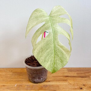 Monstera Full Mint Variegated Top Plant - Etsy
