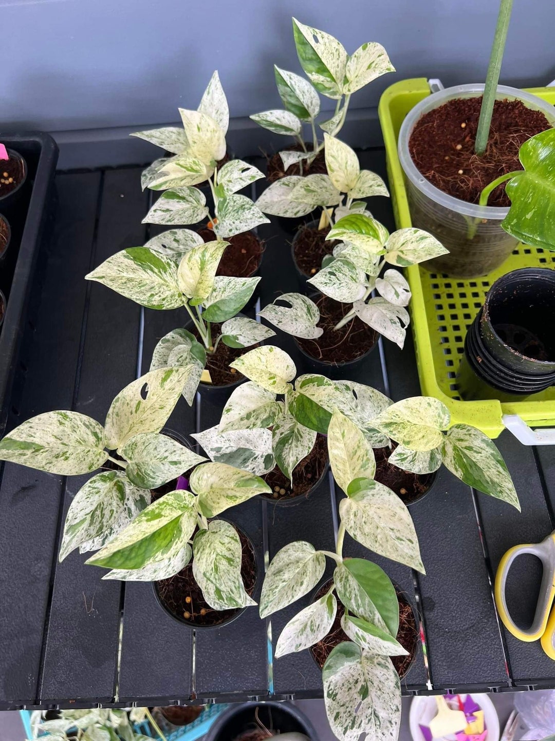 10x Epipremnum Pinnatum Marble Variegated - Etsy