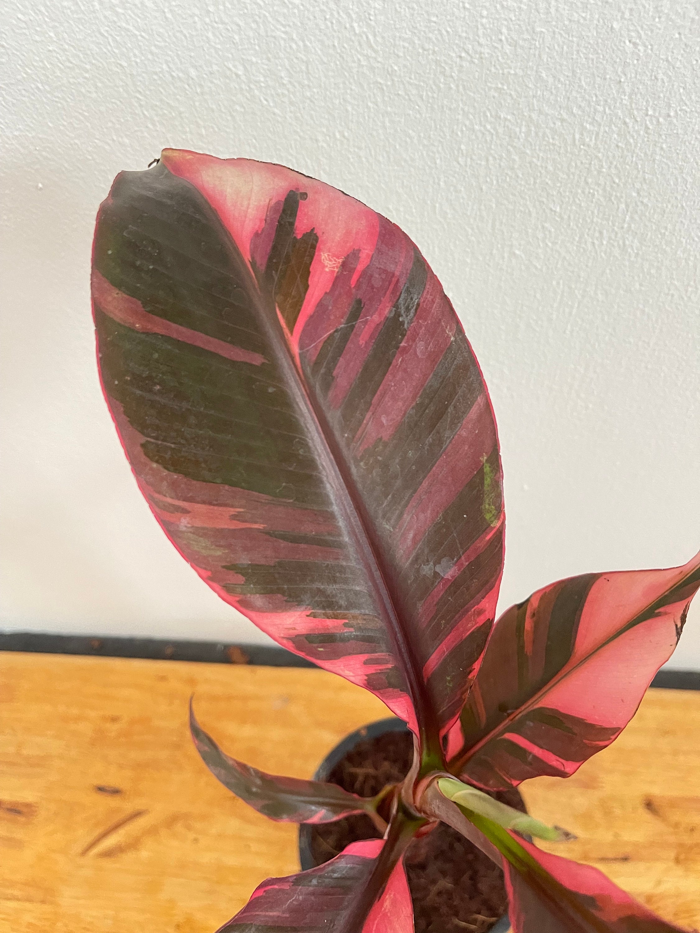 Nono Banana (musa Pink Variegated) Medium Size - Etsy