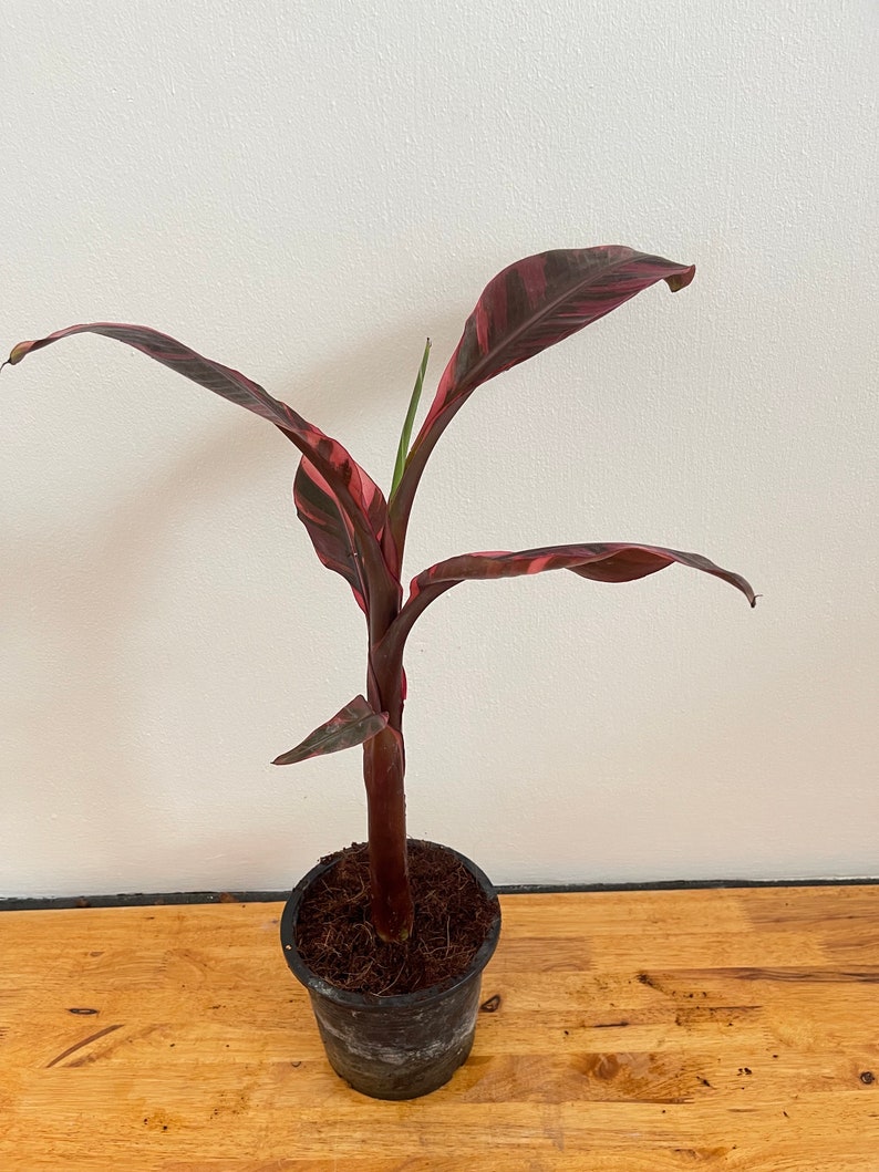 Nono Banana (musa Pink Variegated) Medium Size - Etsy