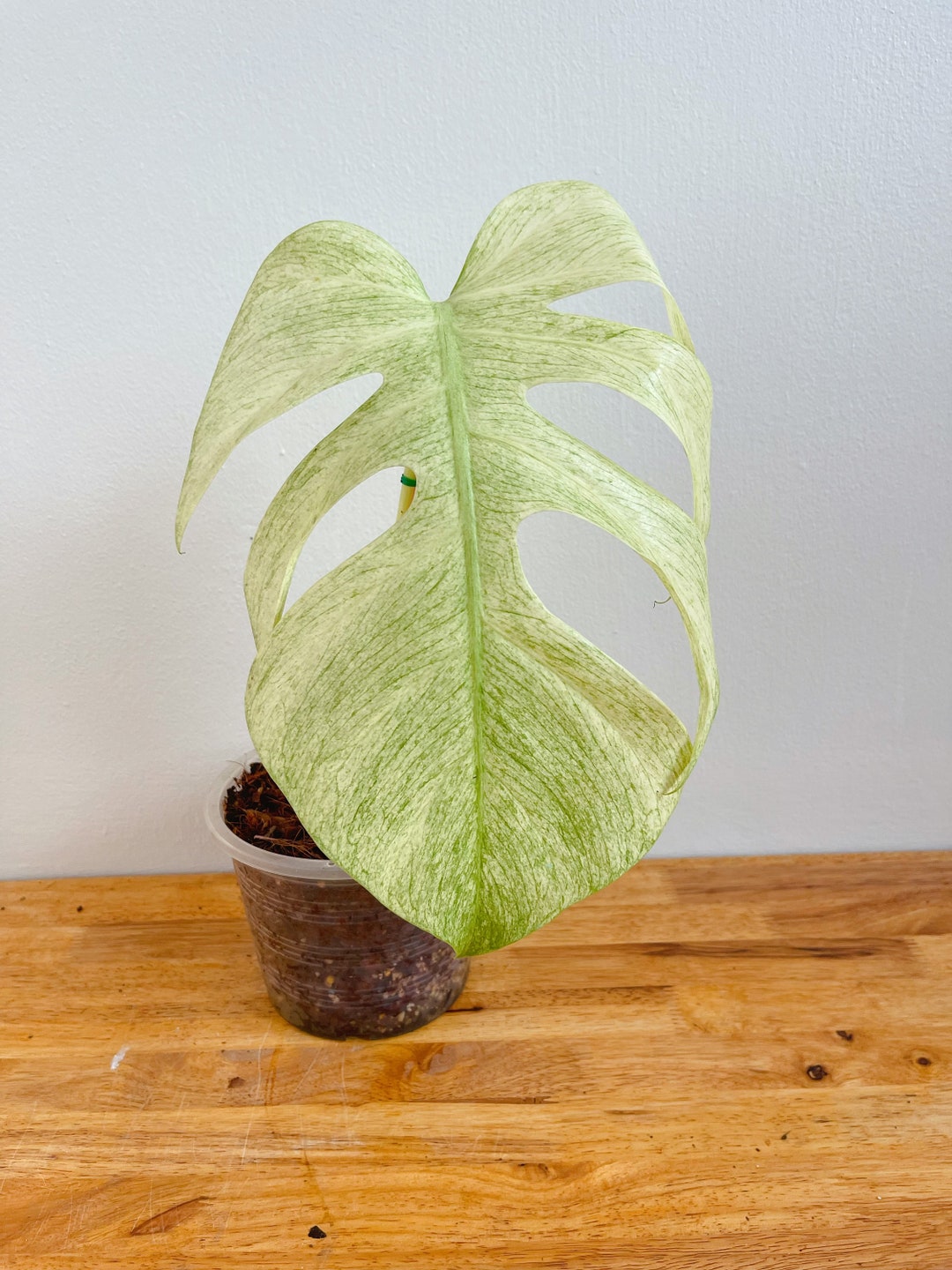 Monstera Full Mint Variegated Top Plant - Etsy