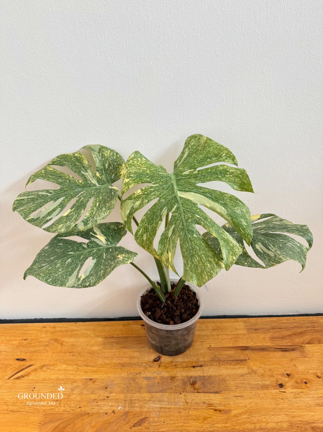 Rare Monstera Green Snow Variegated - Etsy