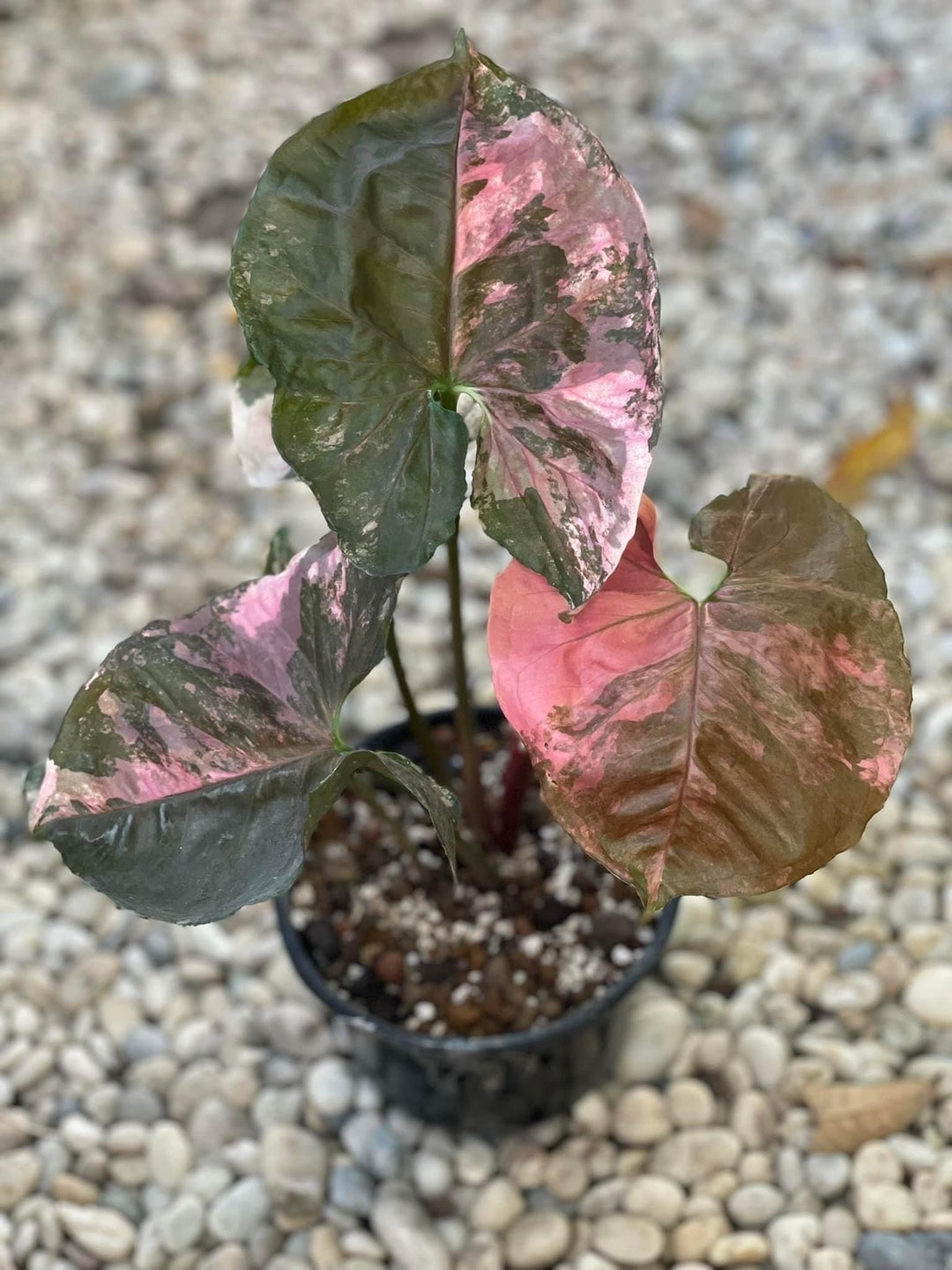 Syngonium Strawberry Ice galaxy - Etsy