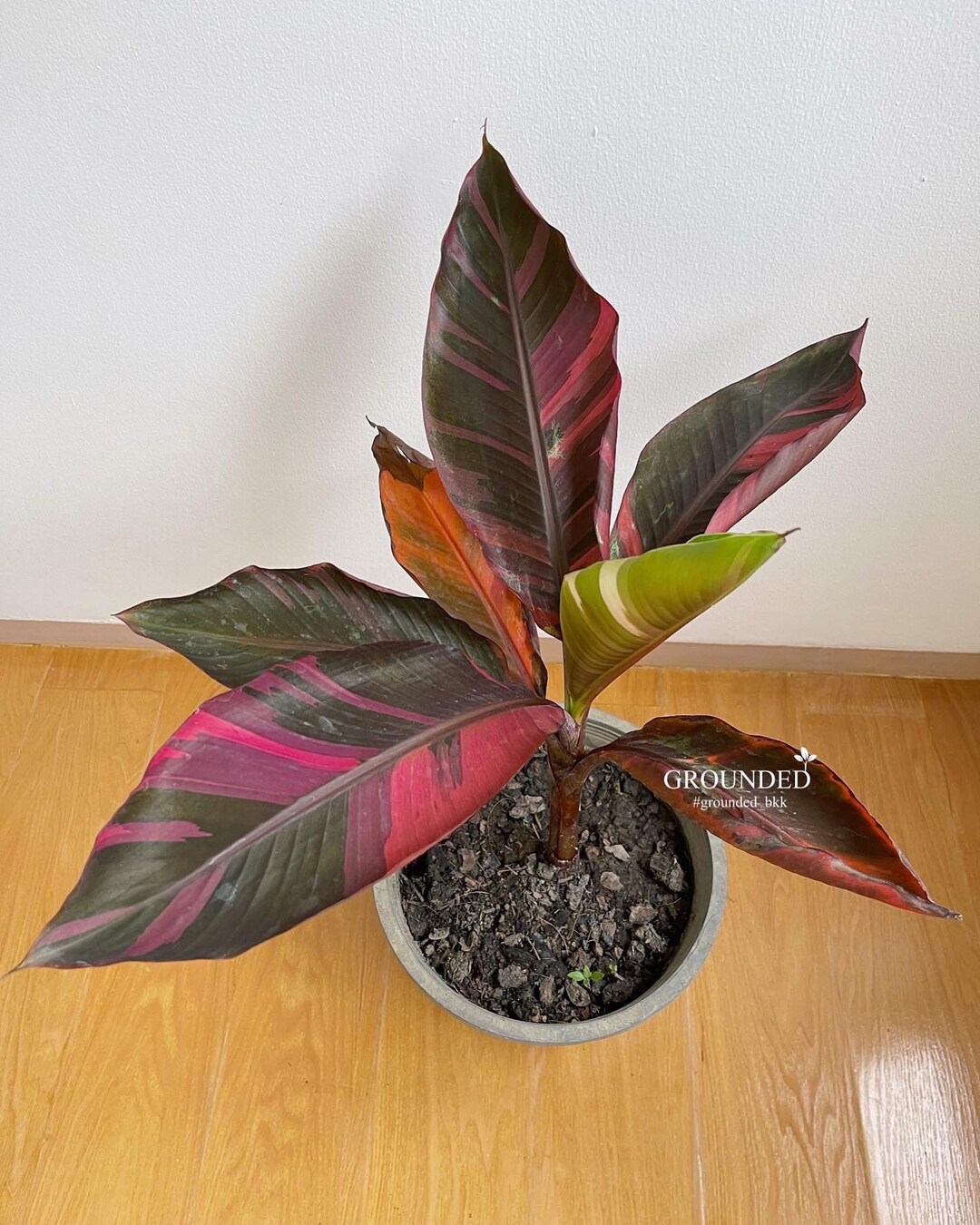 3x Tissue Culture Nono Banana ( Musa Pink Variegated) - Etsy