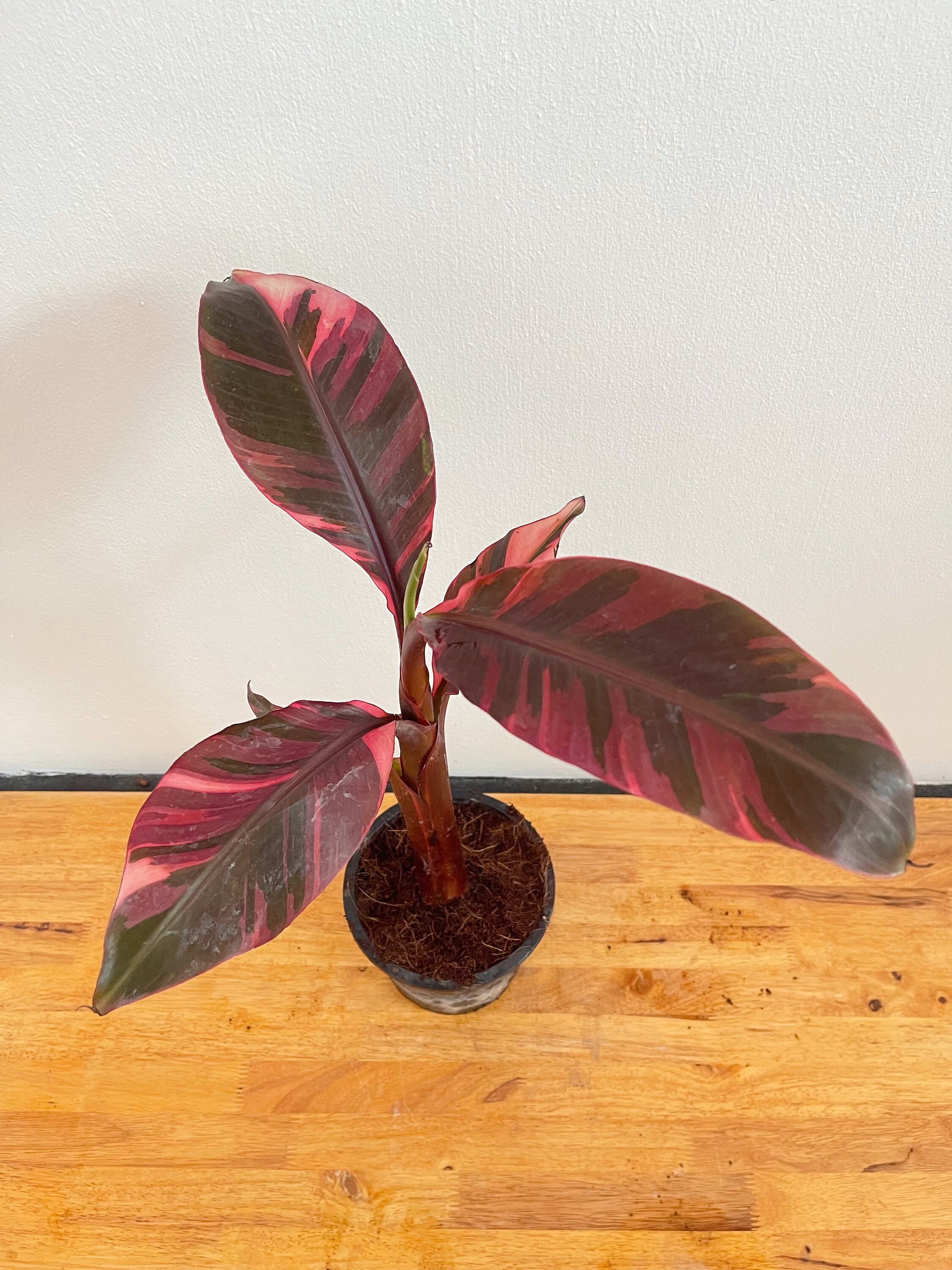 Nono Banana (musa Pink Variegated) Medium Size - Etsy