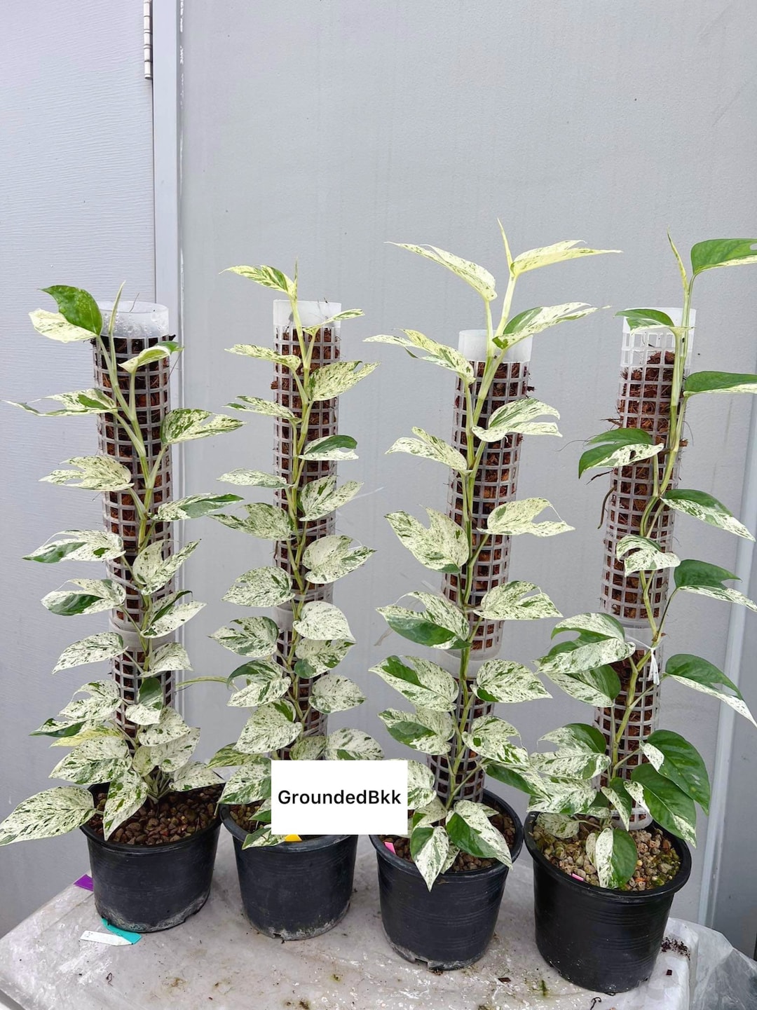 5x Epipremnum Pinnatum Marble Variegated - Etsy