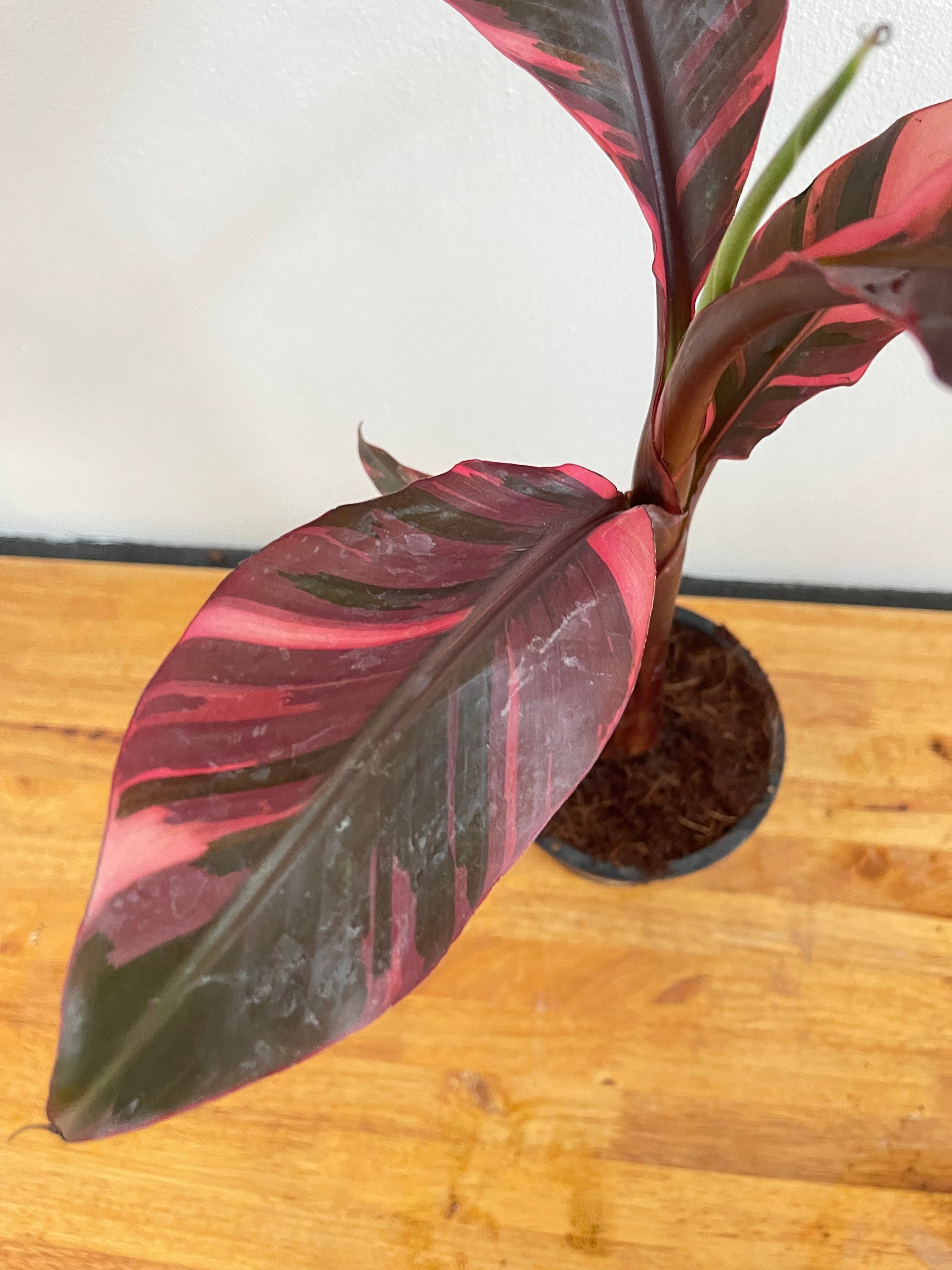 Nono Banana (musa Pink Variegated) Medium Size - Etsy