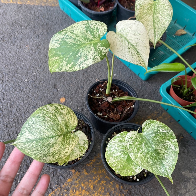 Monstera Devil - Etsy