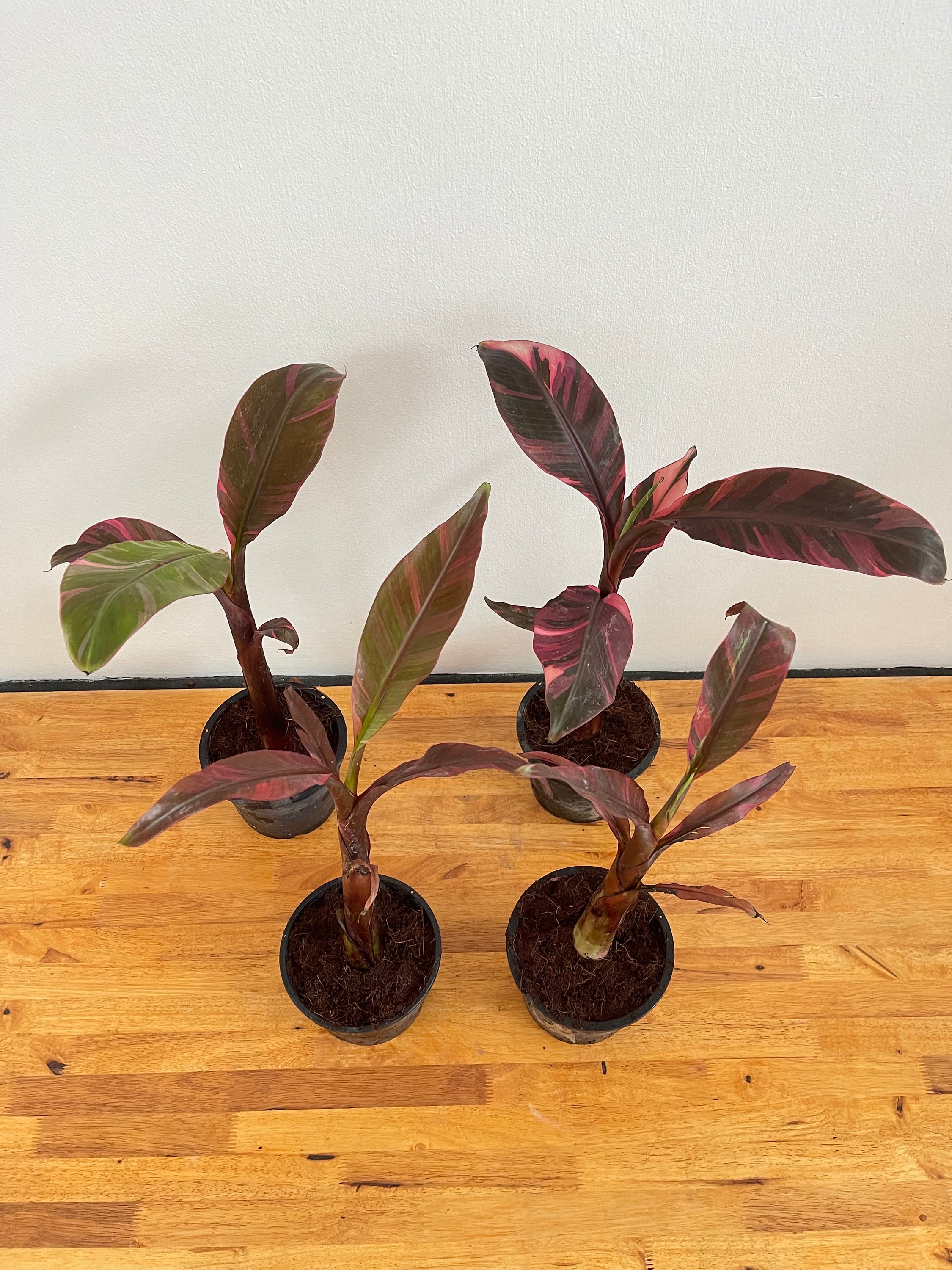 Nono Banana (musa Pink Variegated) Medium Size - Etsy