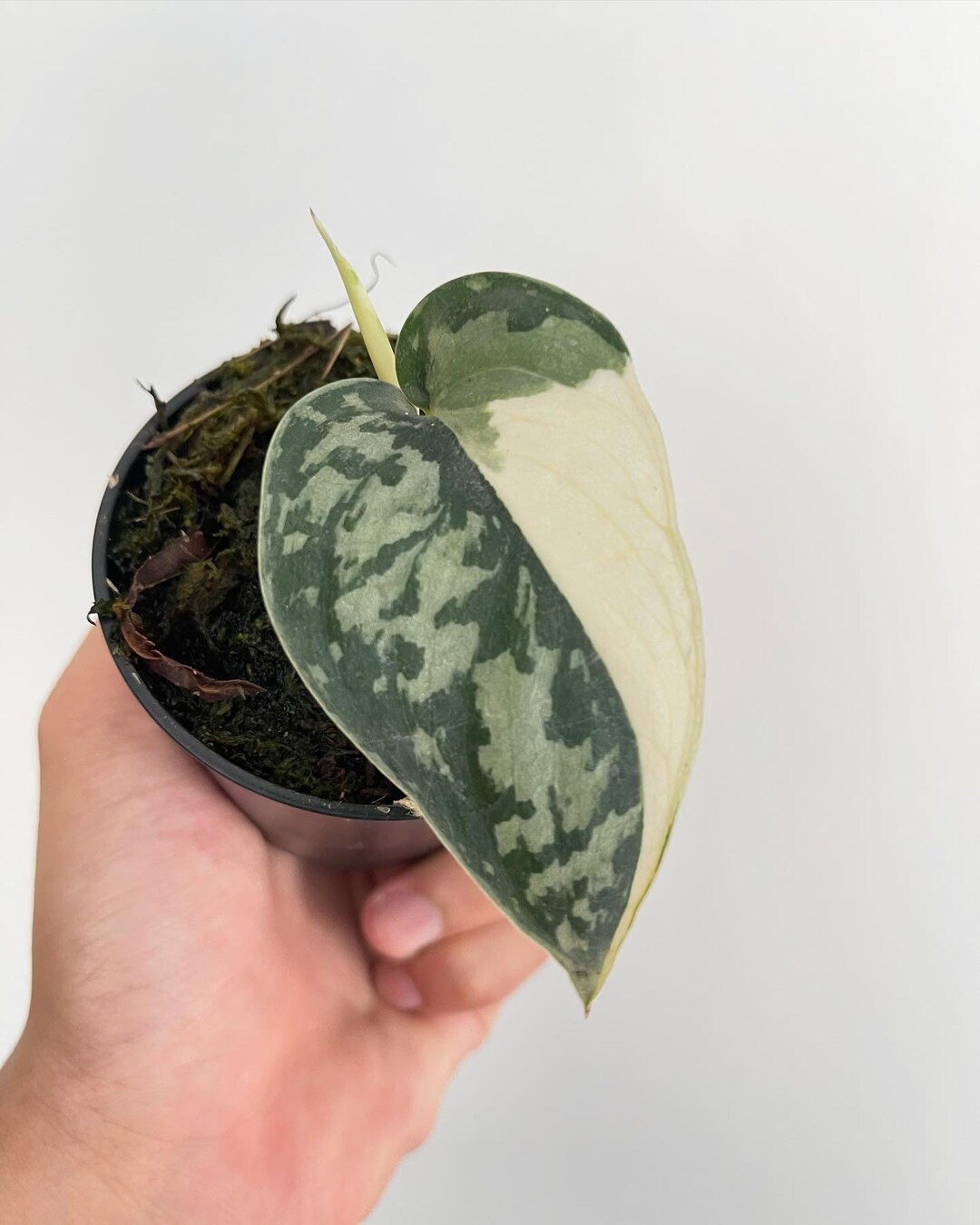 Scindapsus Mayari One Leaf - Etsy