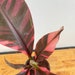 Nono Banana (musa Pink Variegated) Medium Size - Etsy
