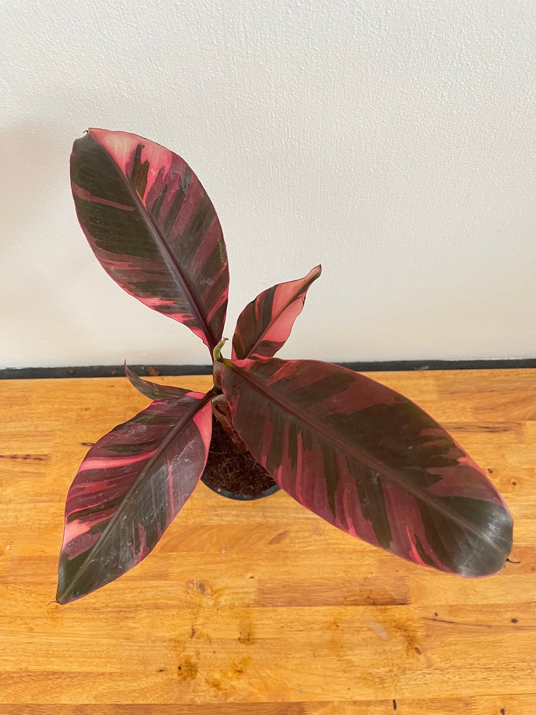 Nono Banana (musa Pink Variegated) Medium Size - Etsy