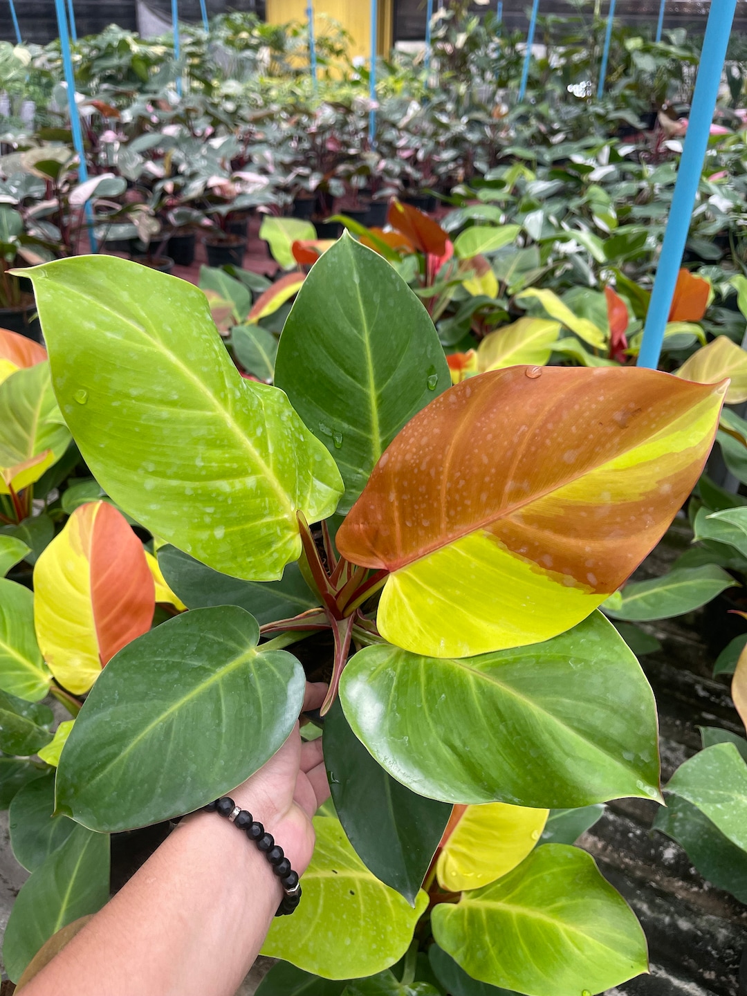 1xphilodendron Yellow Flame Variegated - Etsy