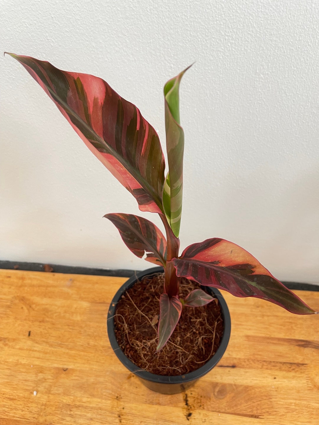 Nono Banana (musa Pink Variegated) Small Size - Etsy