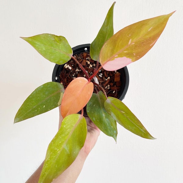 Pink Princess Philodendron - Etsy