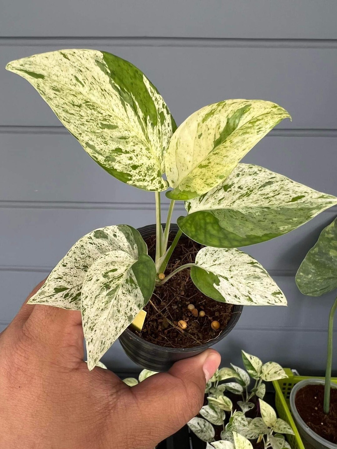 1x Epipremnum Pinnatum Marble Variegated - Etsy