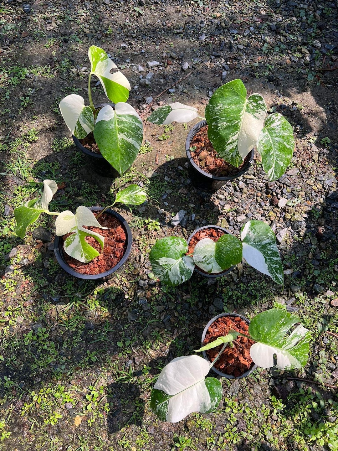 1x Monstera Albo Variegated (small Size) - Etsy