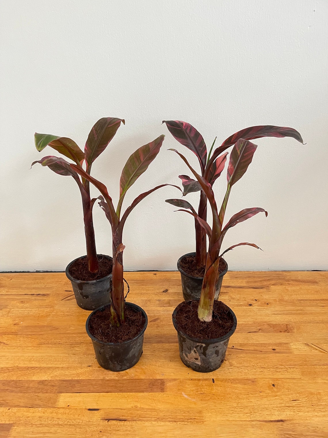 Nono Banana (musa Pink Variegated) Medium Size - Etsy