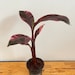 Nono Banana (musa Pink Variegated) Medium Size - Etsy