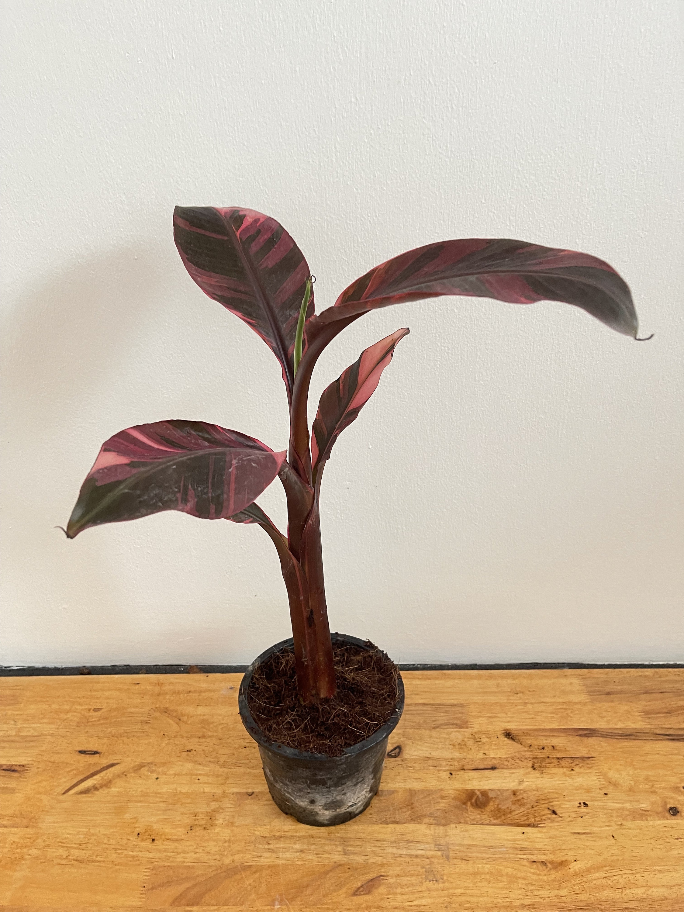 Nono Banana (musa Pink Variegated) Medium Size - Etsy