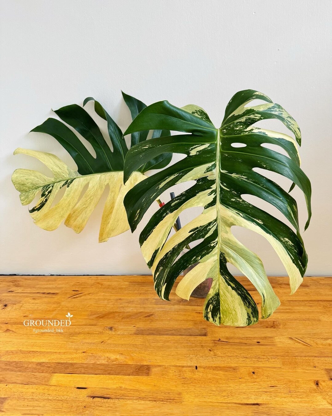 Monstera Mint Variegated ( Top Plant) - Etsy