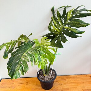 Rare Monstera Ocean Mint Variegated ( Top Plant, Extra Large Size) - Etsy