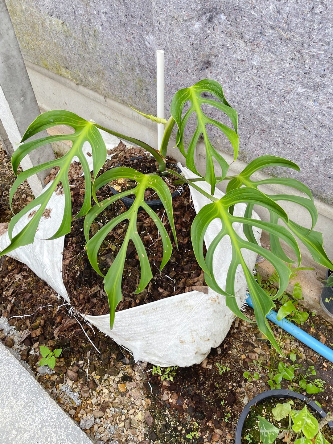 1x Monstera Burle Marx Flame (small Size) - Etsy