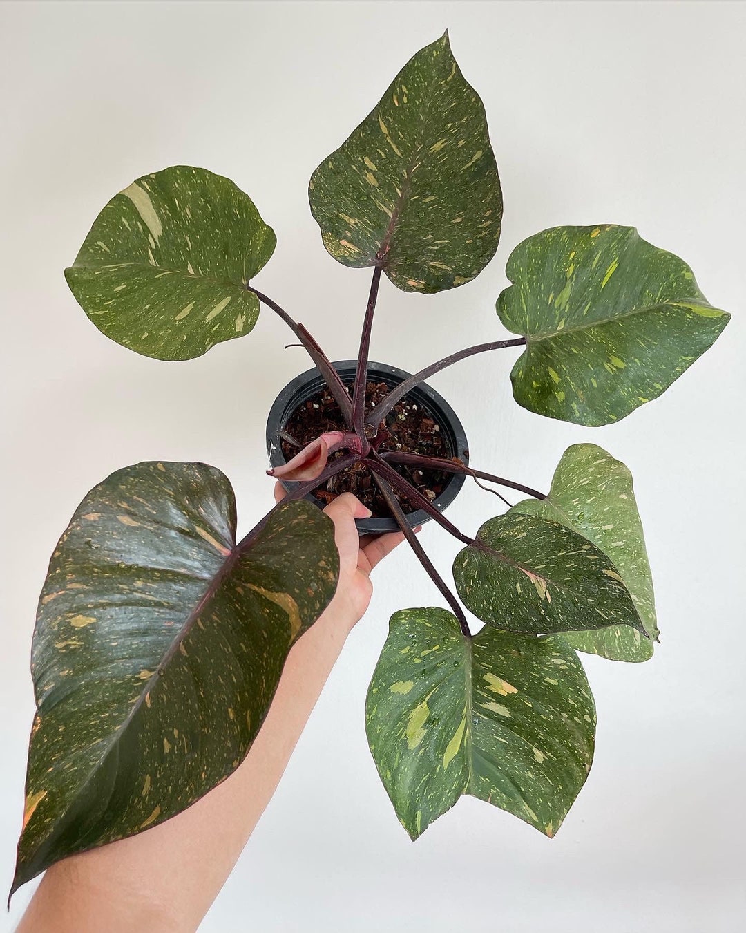 Philodendron Orange Princess Variegated - Etsy