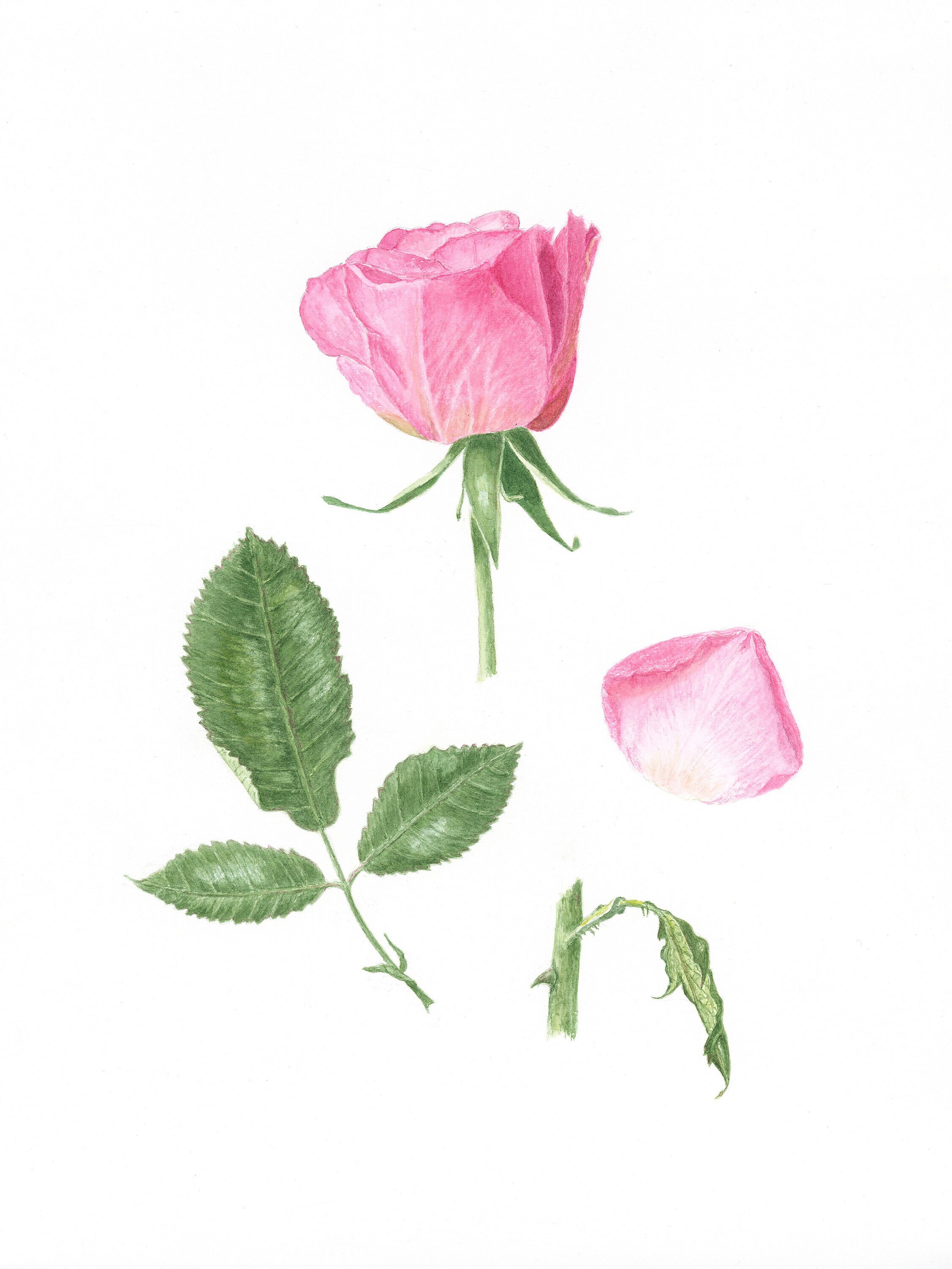 Rose Study - Etsy