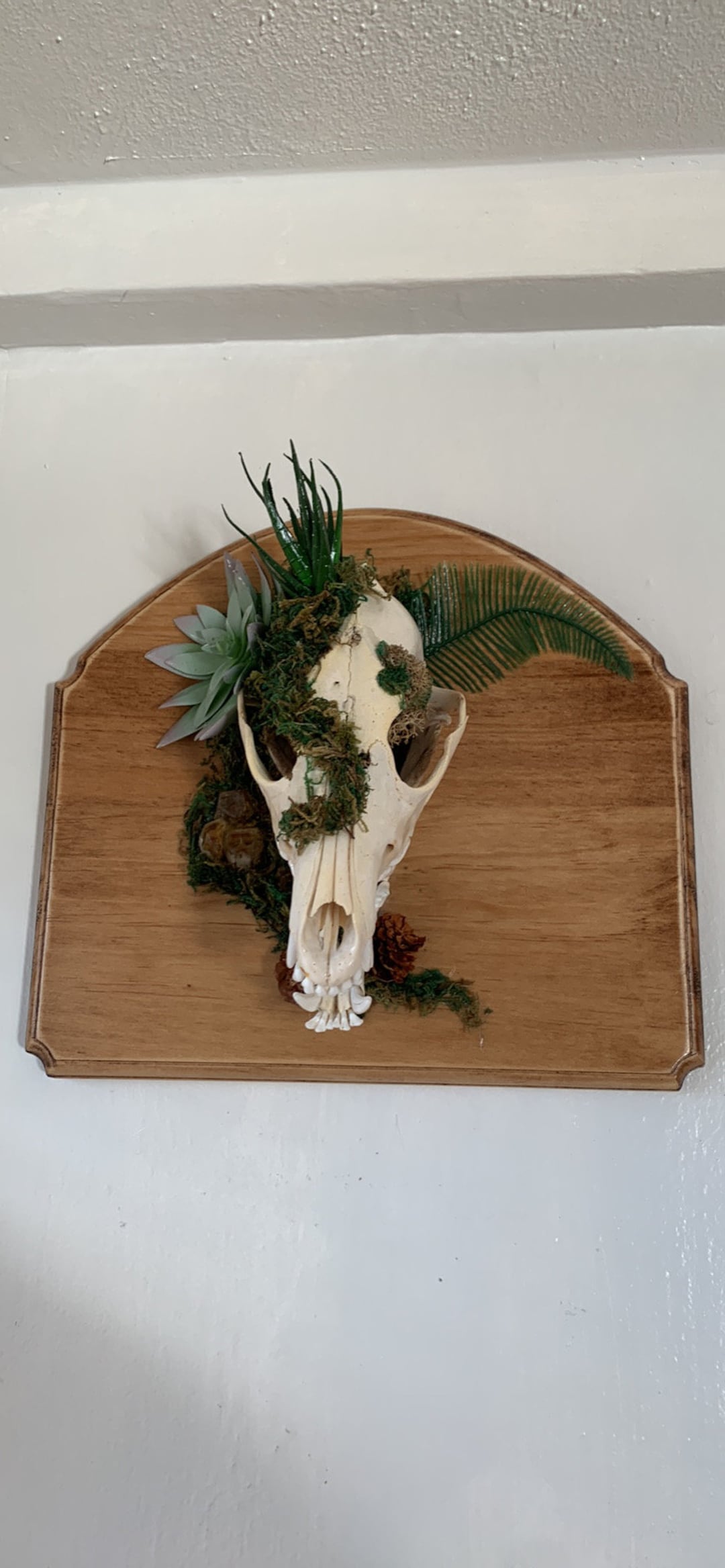 Reclaimed”” Coyote Skull Mount - Etsy
