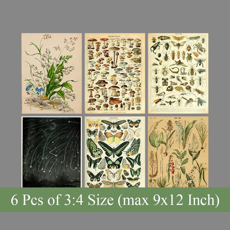 Fairycore Wall Collage Kit: Botanical Vintage Prints (digital Download ...