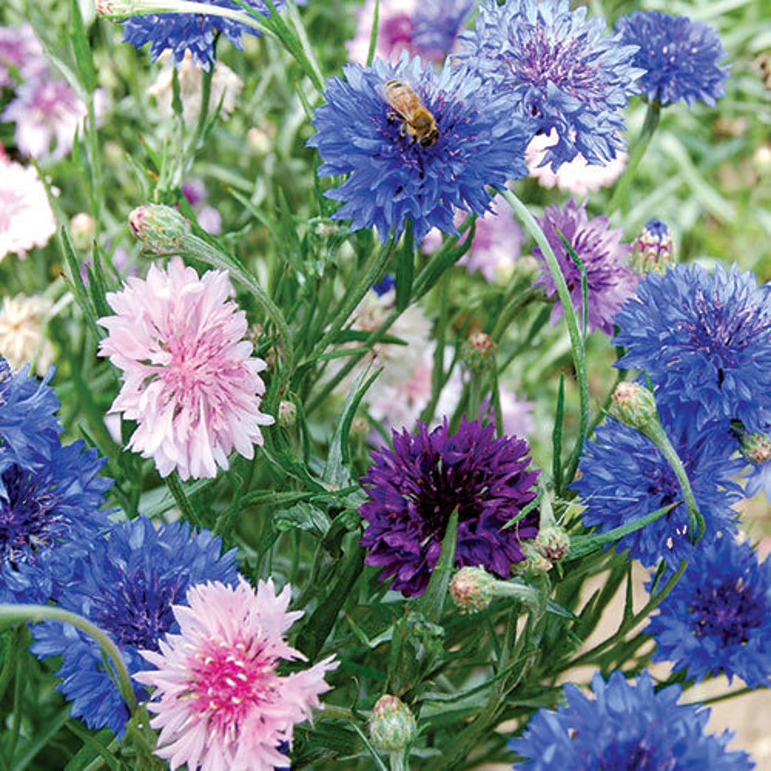 Mixed Colours Bachelors Button Flower Seeds - Open-pollinated for Seed ...