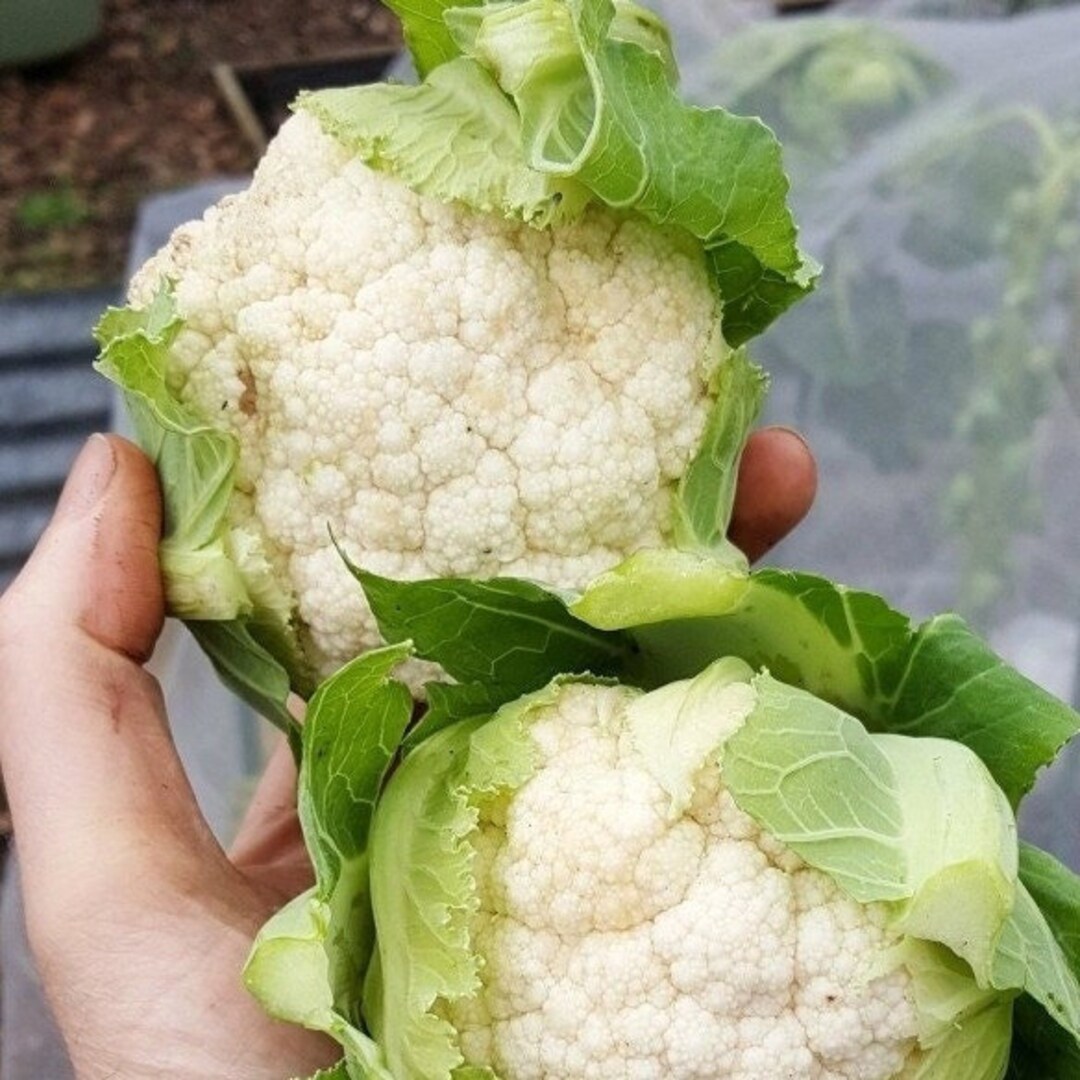 Igloo Cauliflower Seeds - Open-pollinated for Seed Saving - Non-hybrid ...