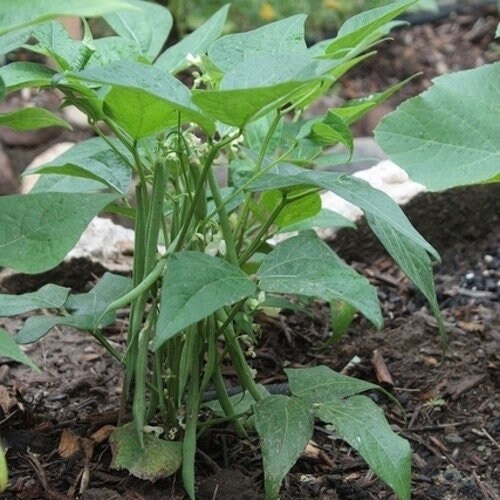Navy Bean Seeds Open-pollinated for Seed Saving Non-hybrid - Etsy Canada