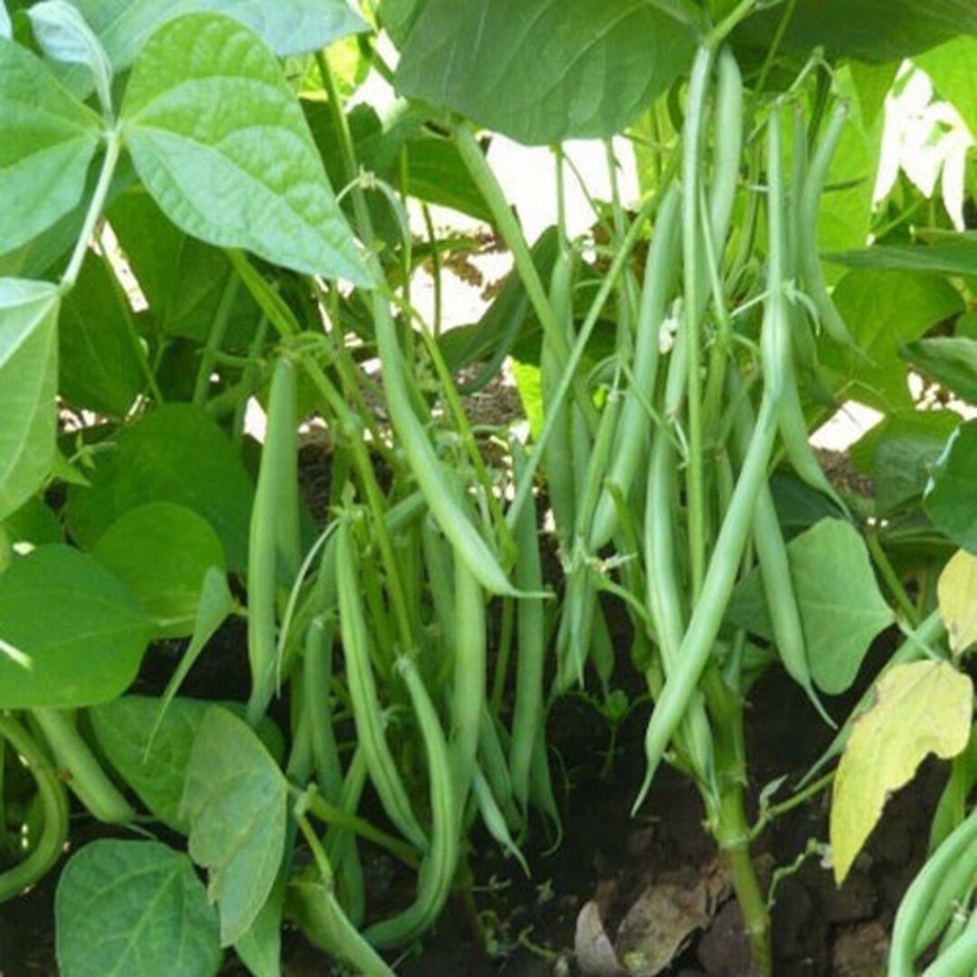 Strike Bean Seeds - Open-pollinated for Seed Saving - Non-hybrid & Non ...