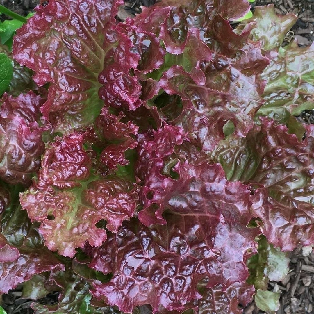 Ruby Red Lettuce Seeds Open-Pollinated for Seed Saving - Etsy España